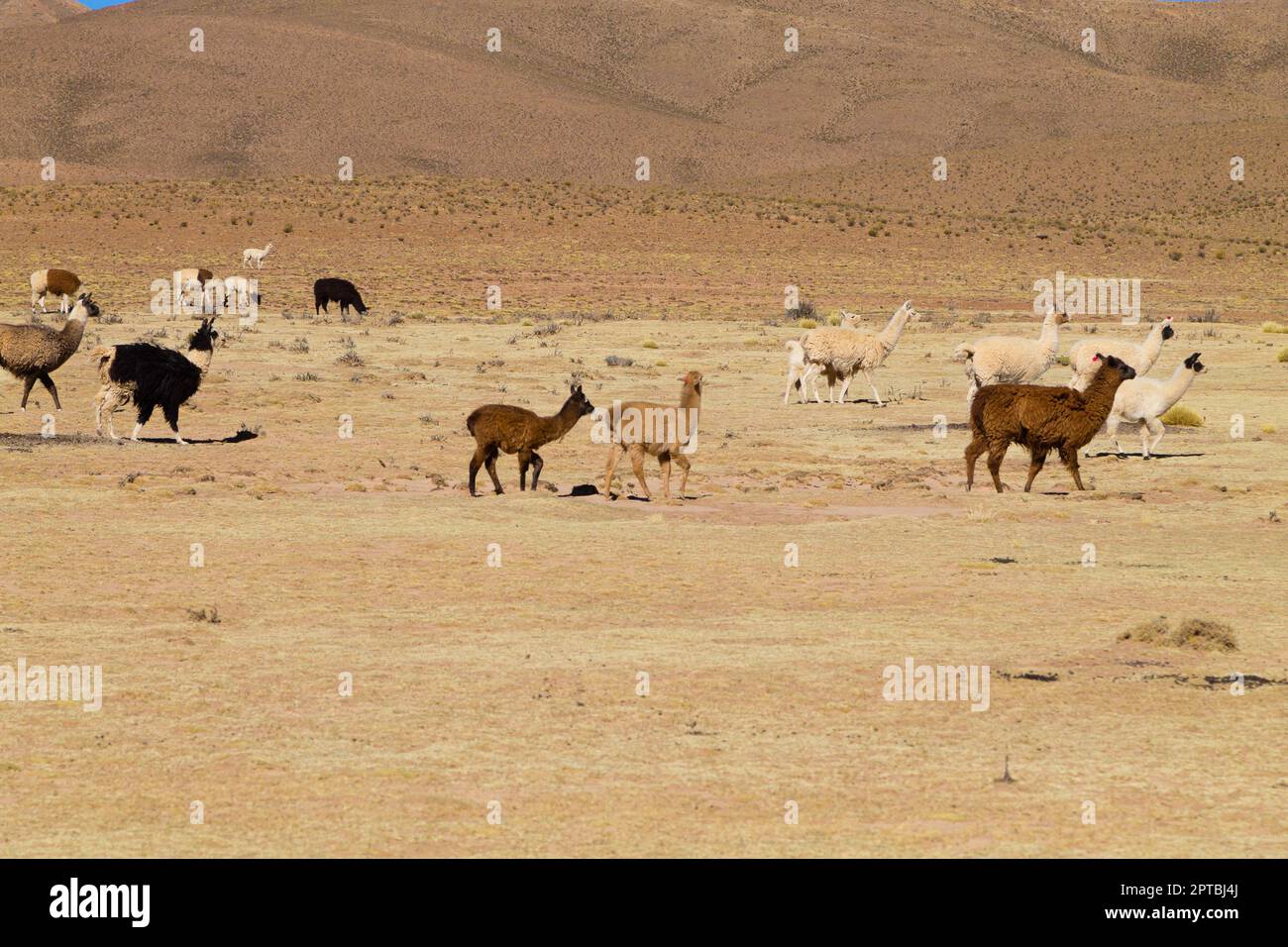Bolivian llama breeding on Andean plateau,Bolivia Stock Photo - Alamy