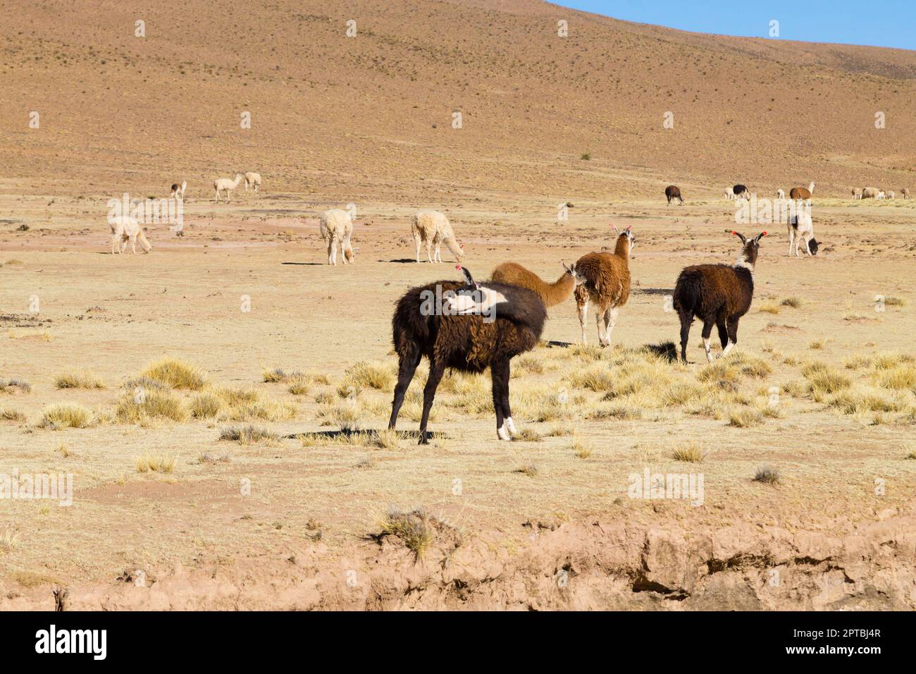 Bolivian llama breeding on Andean plateau,Bolivia Stock Photo - Alamy