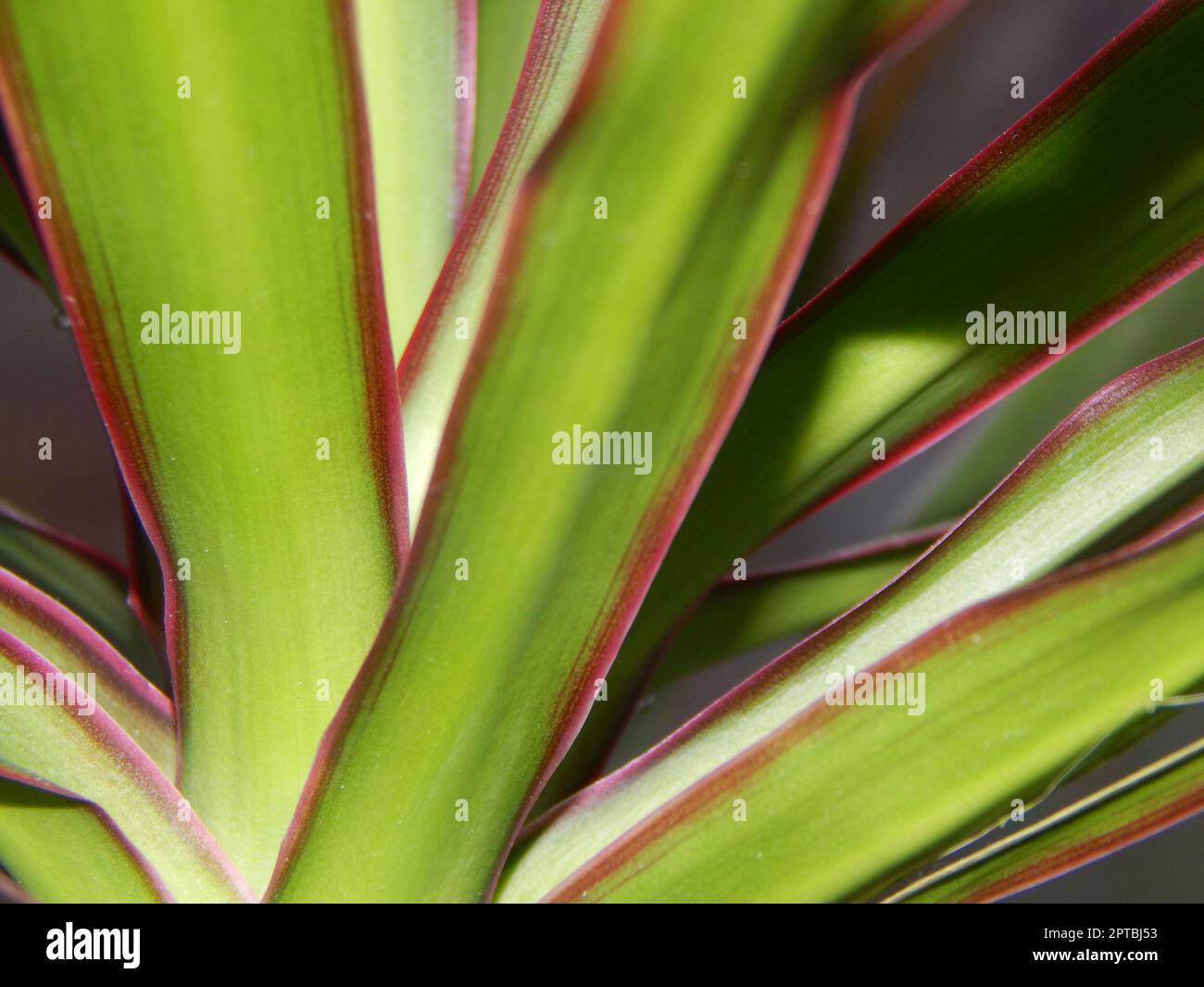 Macro shooting of various natural and artificial objects textures Stock ...