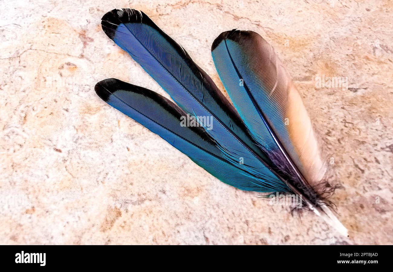 Motmot cenote hi-res stock photography and images - Alamy