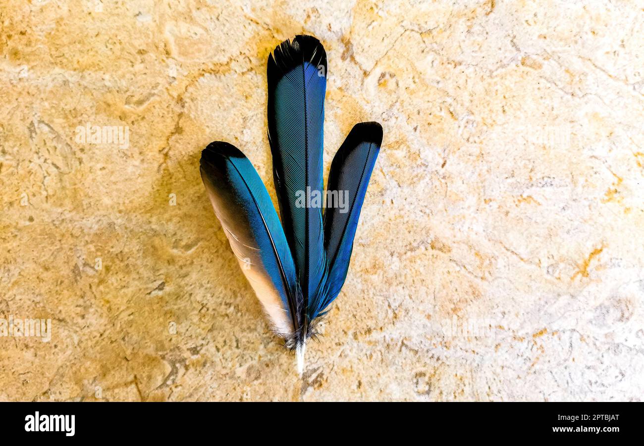 Motmot cenote hi-res stock photography and images - Alamy