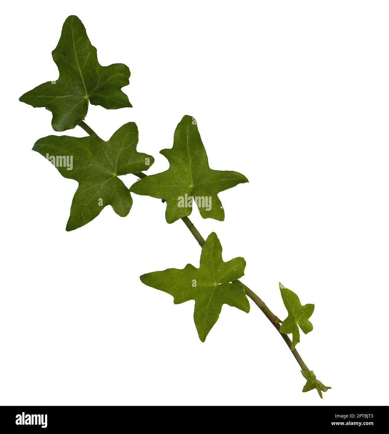 a branch with ivy leaves on a transparent background Stock Photo - Alamy
