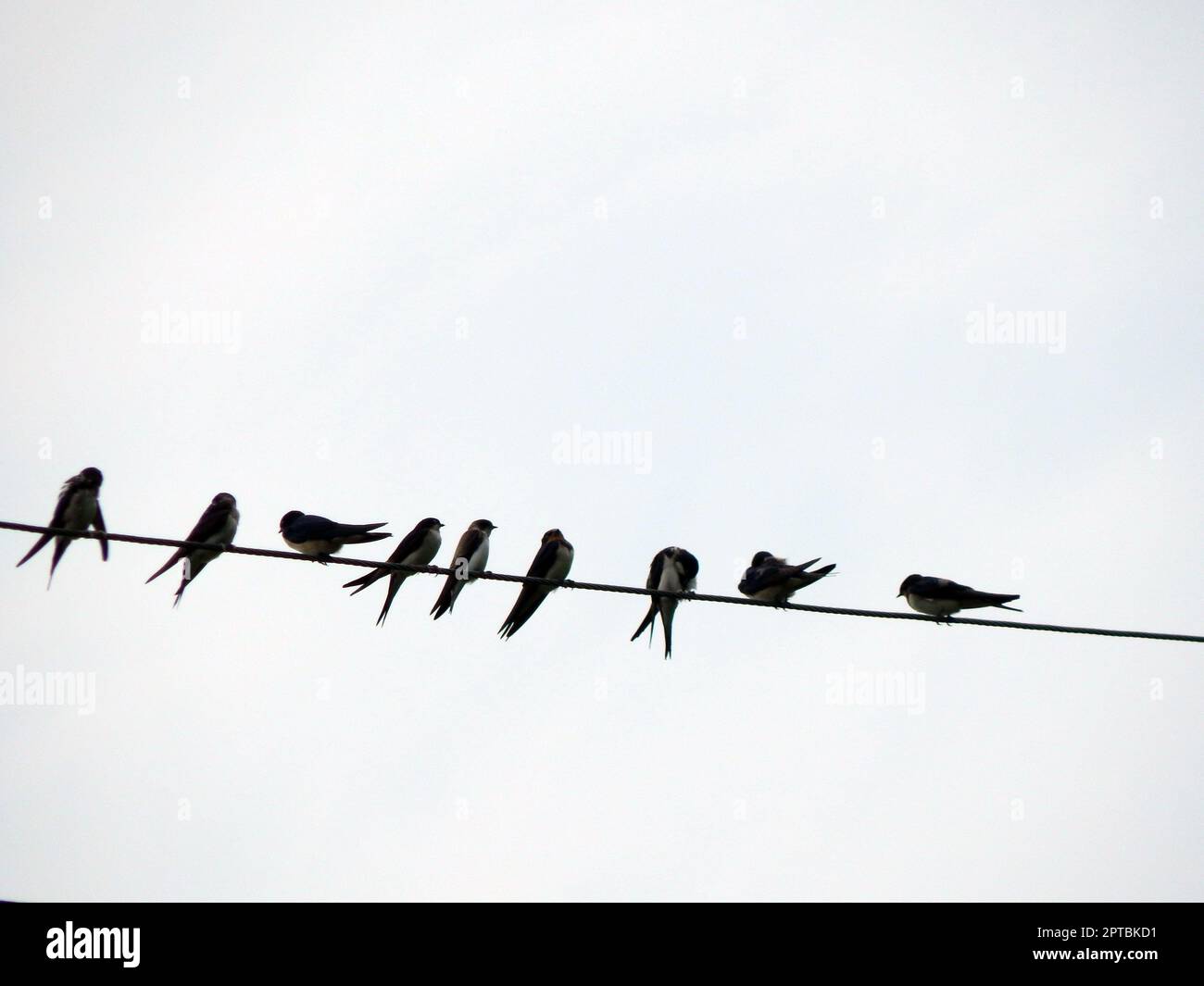 Birds sit on the electric wires of the school Stock Photo - Alamy