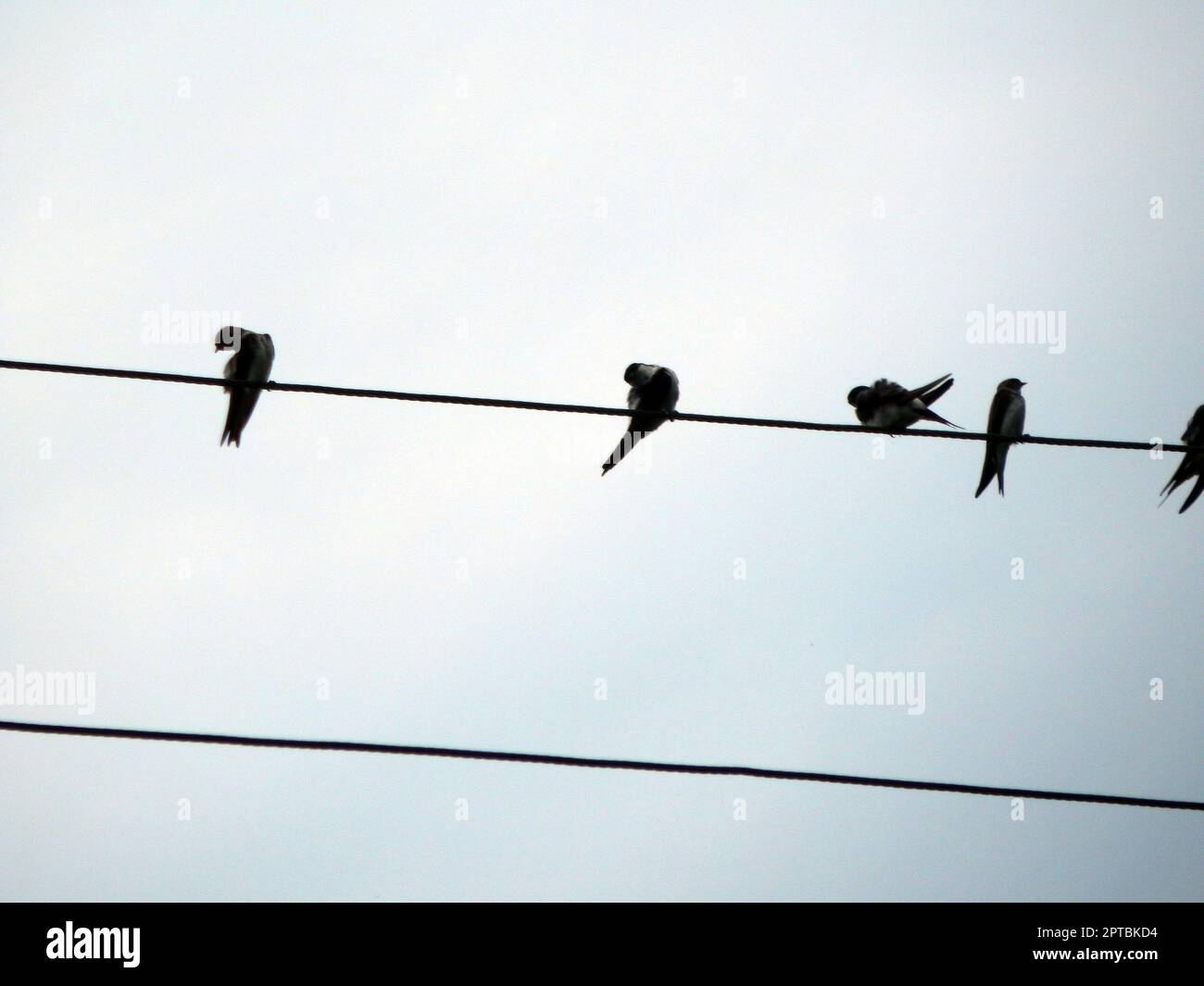 Birds sit on the electric wires of the school Stock Photo - Alamy