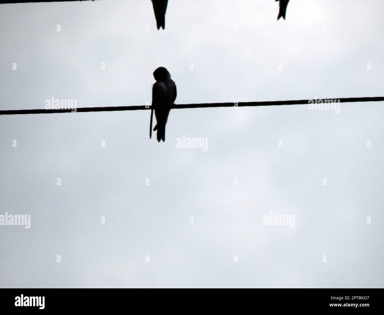 Birds sit on the electric wires of the school Stock Photo - Alamy