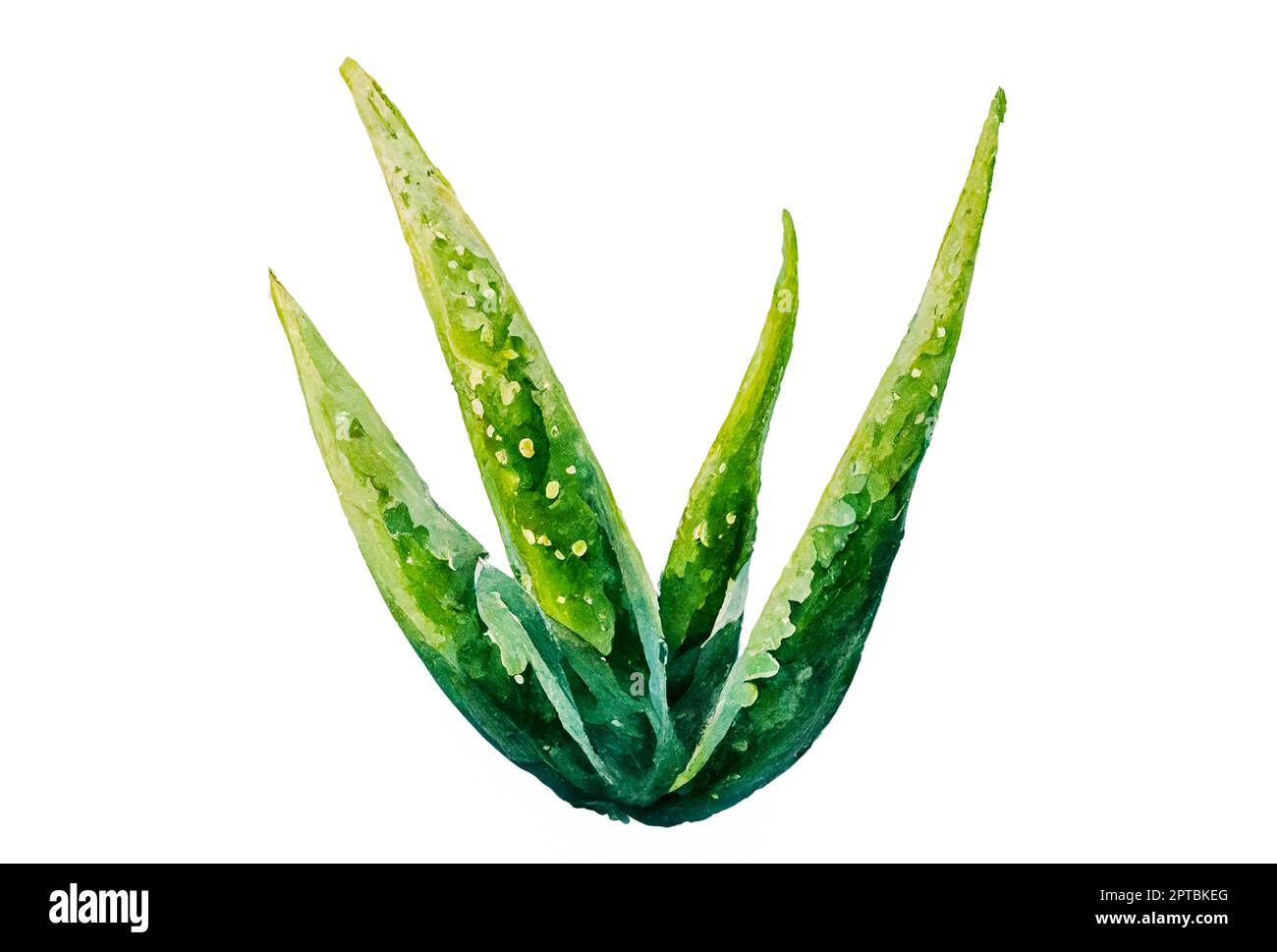 Aloe vera plant isolated on white background. Aloe vera is a succulent ...