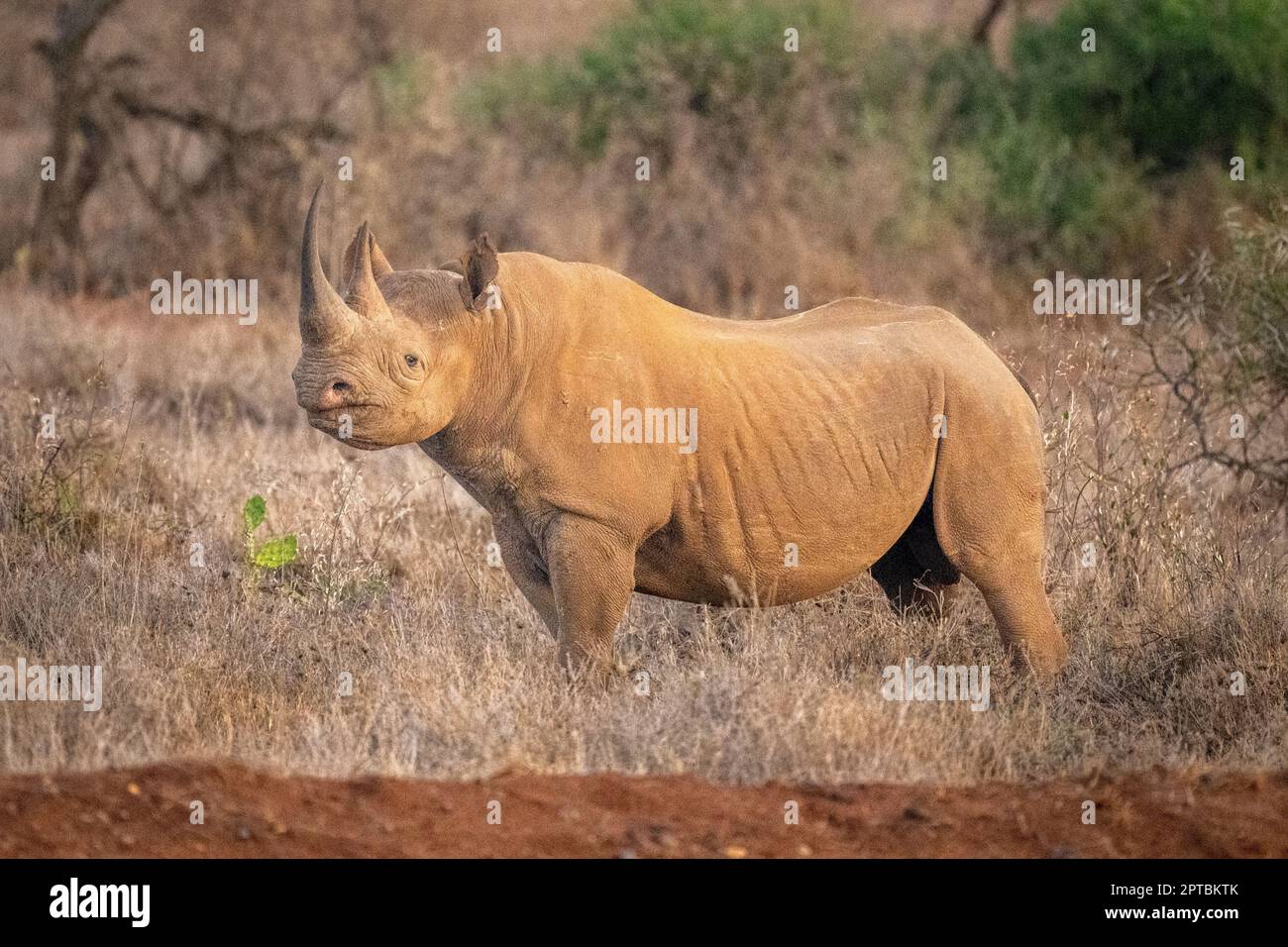 Black rhino standing in grass watching camera Stock Photo - Alamy