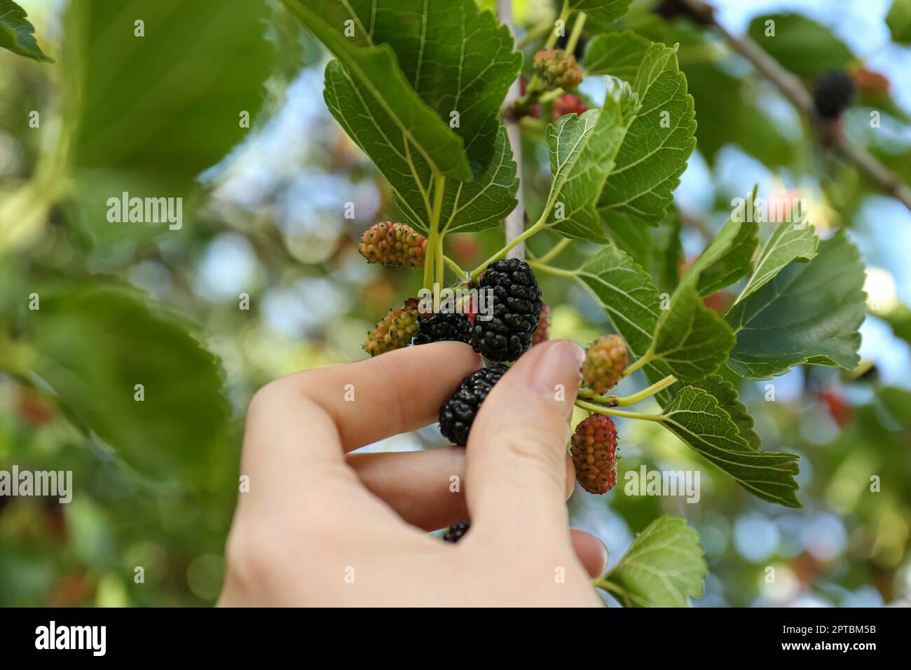 The picking of mulberries hi-res stock photography and images - Alamy