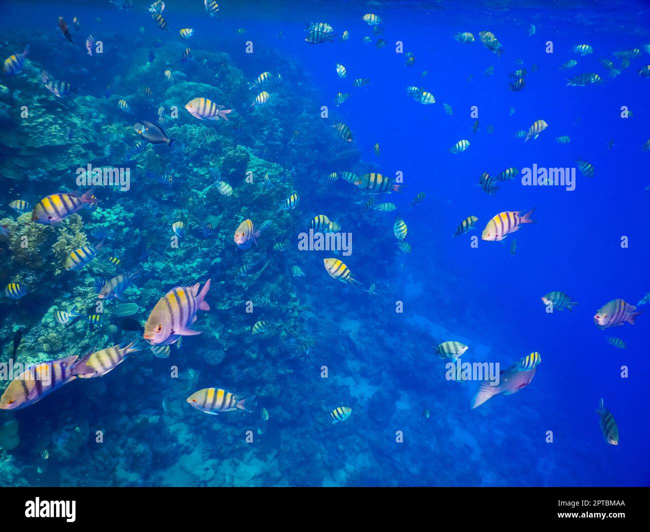 huge school of colorful indopazific sergeant fish at the coral reef in ...