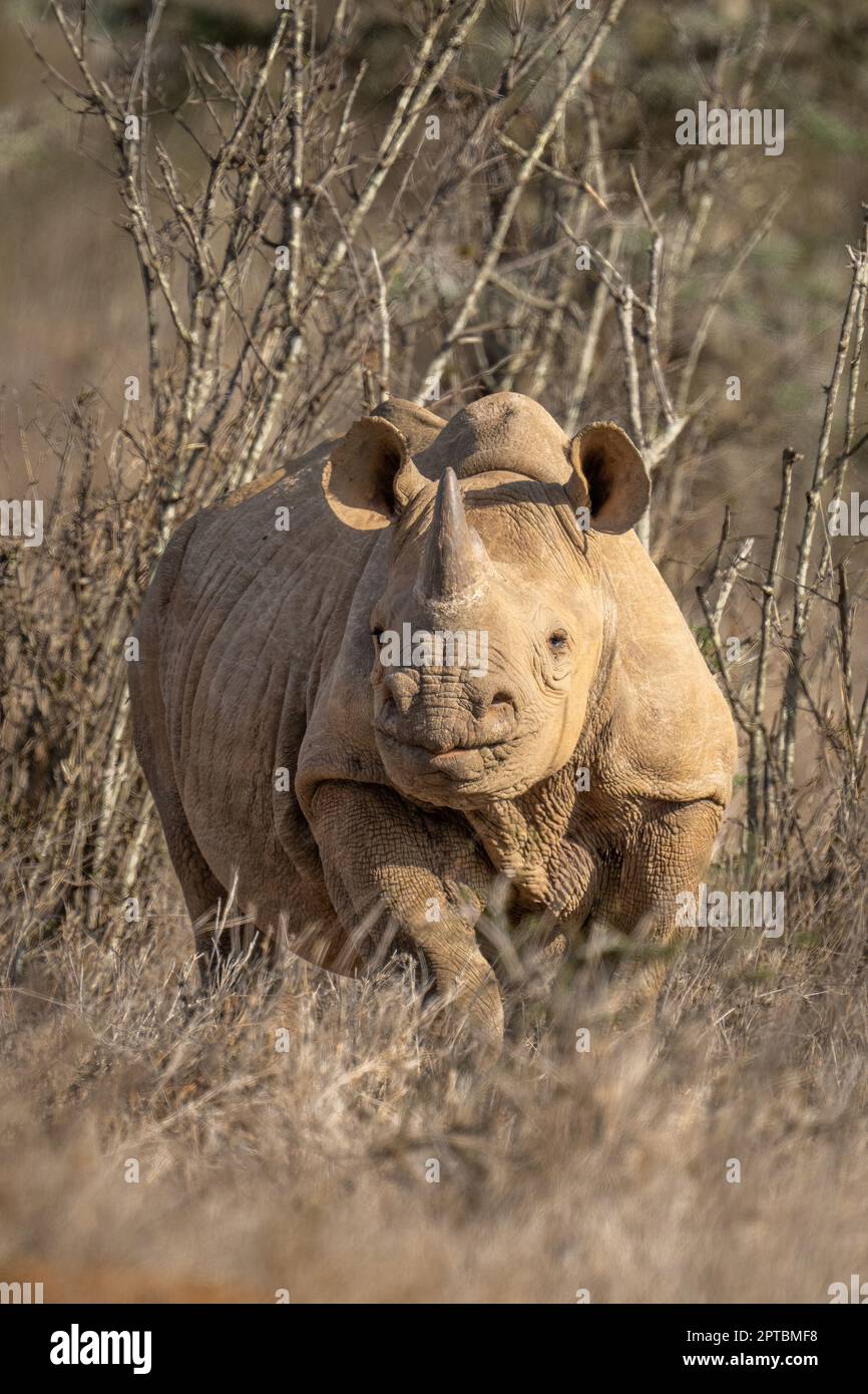 Black rhino stands in bushes watching camera Stock Photo - Alamy
