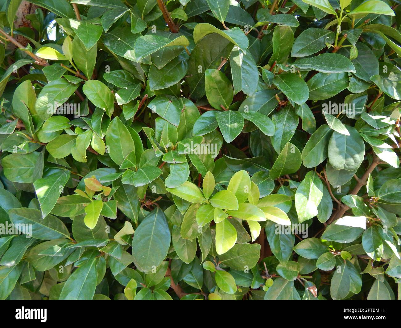Texture nature tree flowers Stock Photo - Alamy