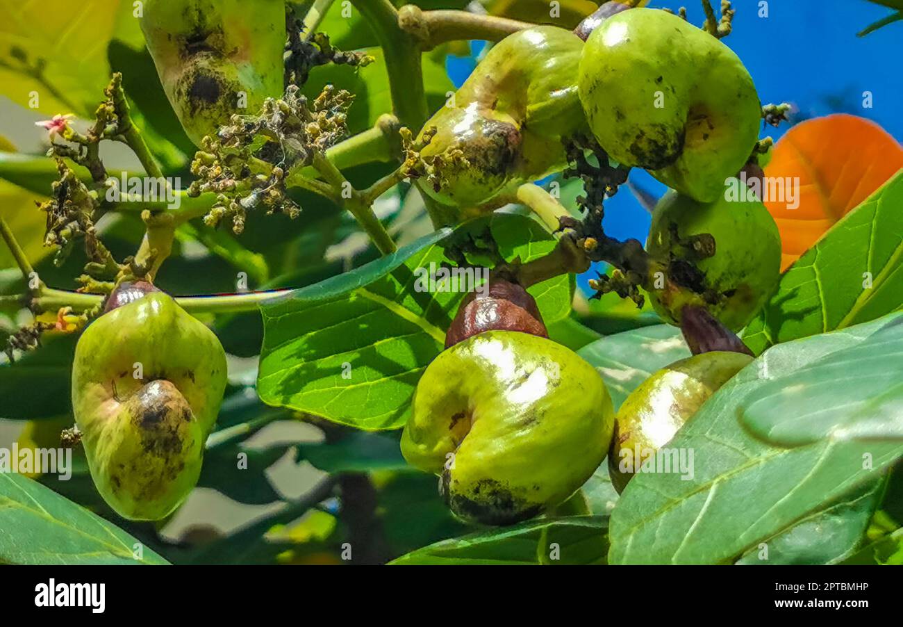 The cashew tree Anacardium occidentale with ripe fruits and nuts in ...