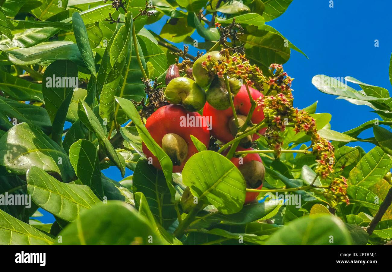 The cashew tree Anacardium occidentale with ripe fruits and nuts in ...