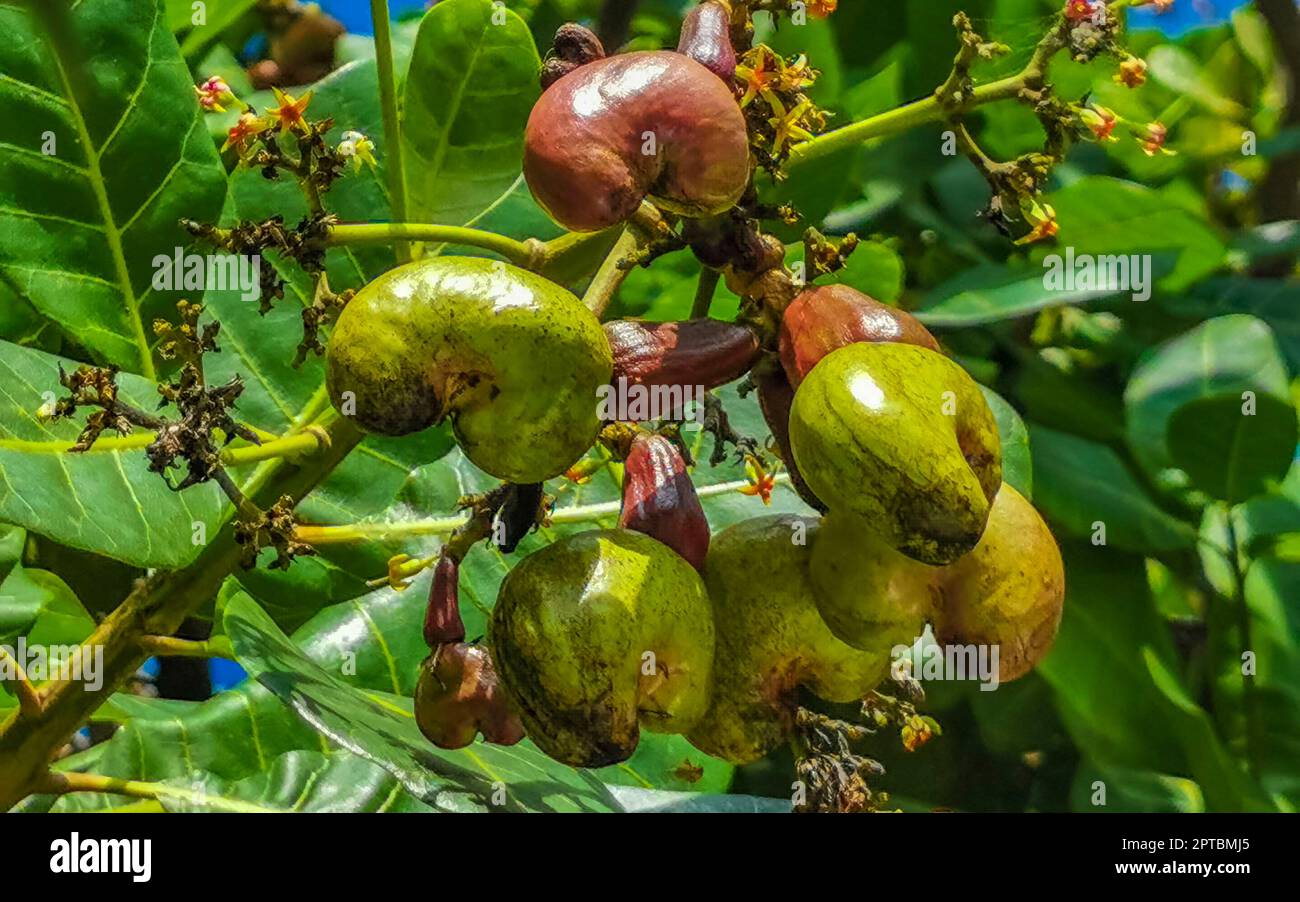 The cashew tree Anacardium occidentale with ripe fruits and nuts in ...