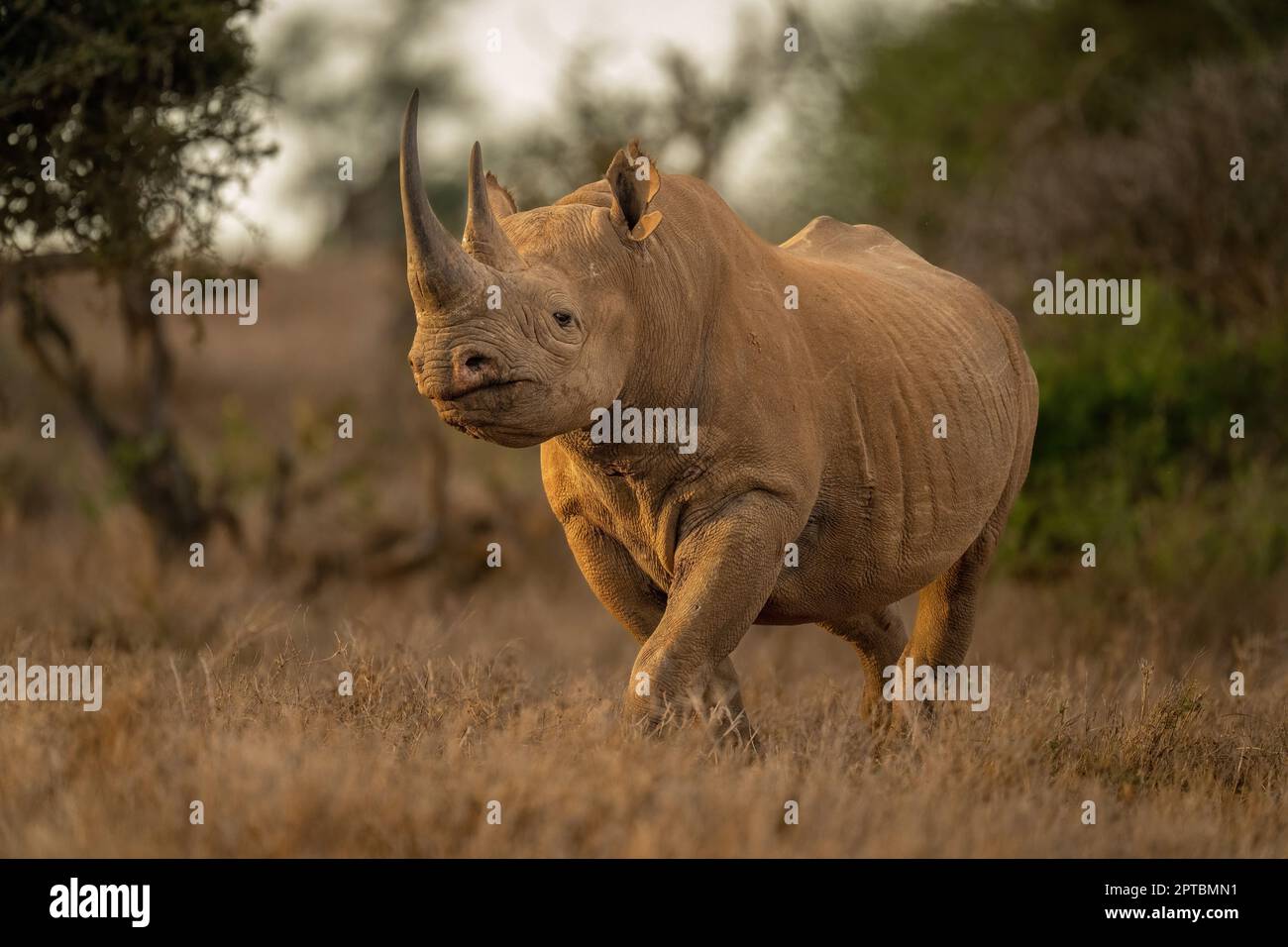 Black rhino walks through clearing eyeing camera Stock Photo - Alamy