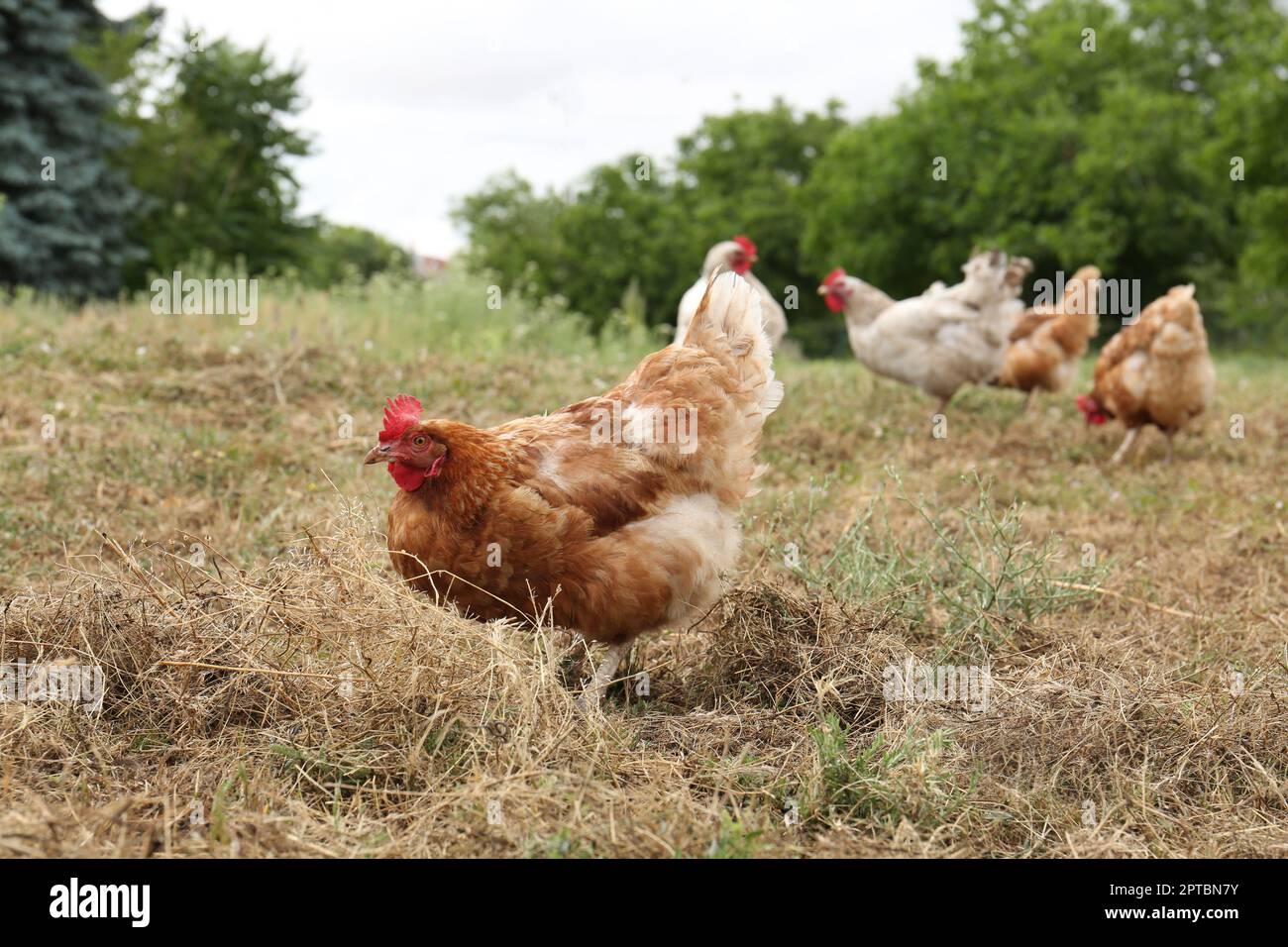 Beautiful brown hen walking hi-res stock photography and images - Alamy