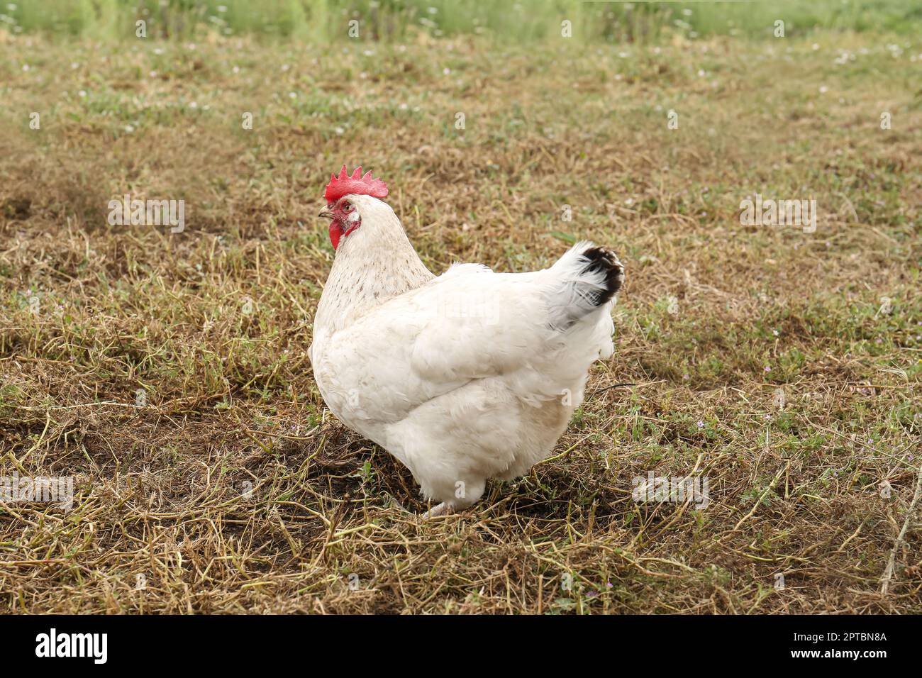 Beautiful chickens hi-res stock photography and images - Alamy
