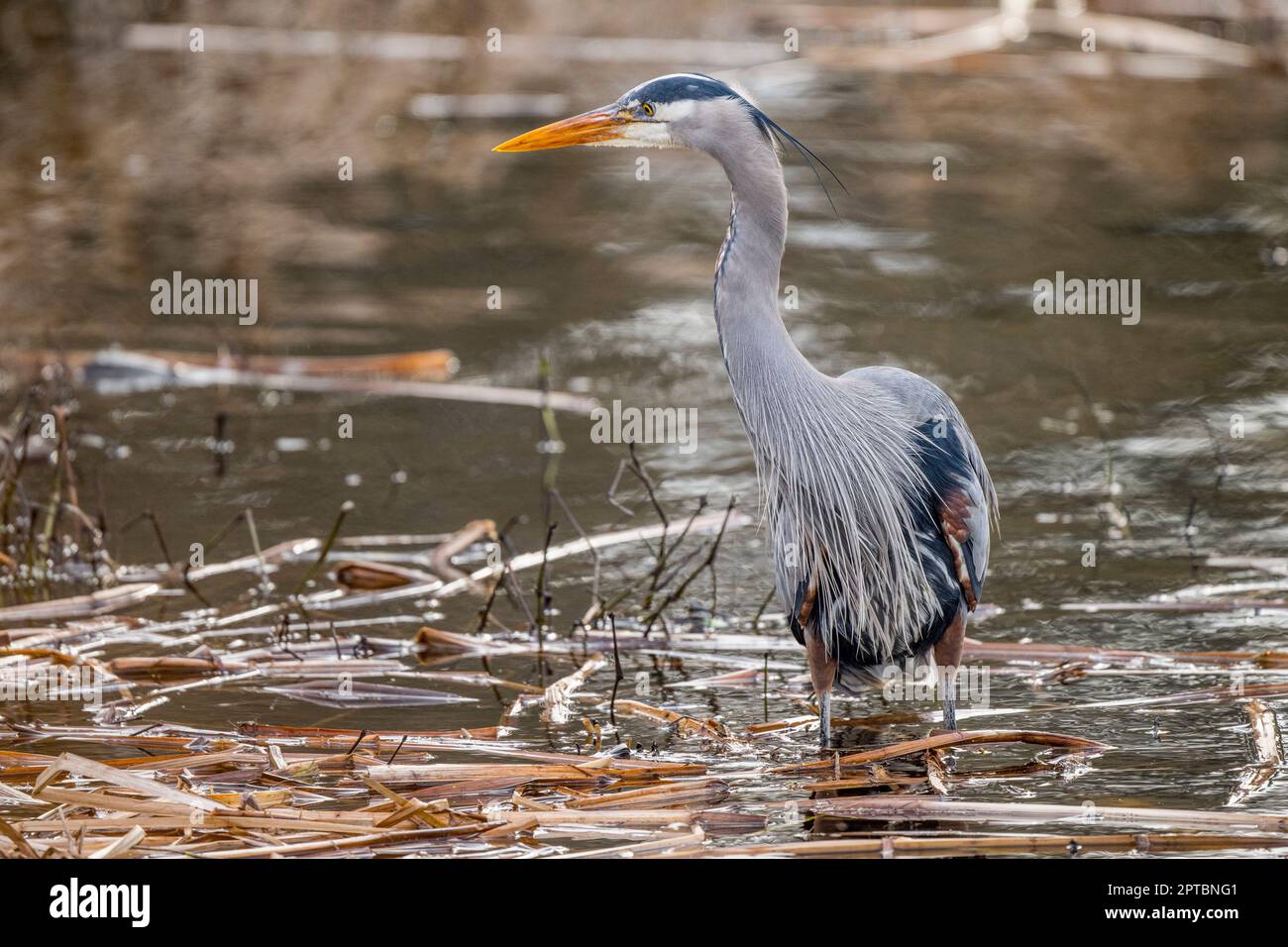 A great blue heron (Ardea herodias) along the shoreline of Lake ...