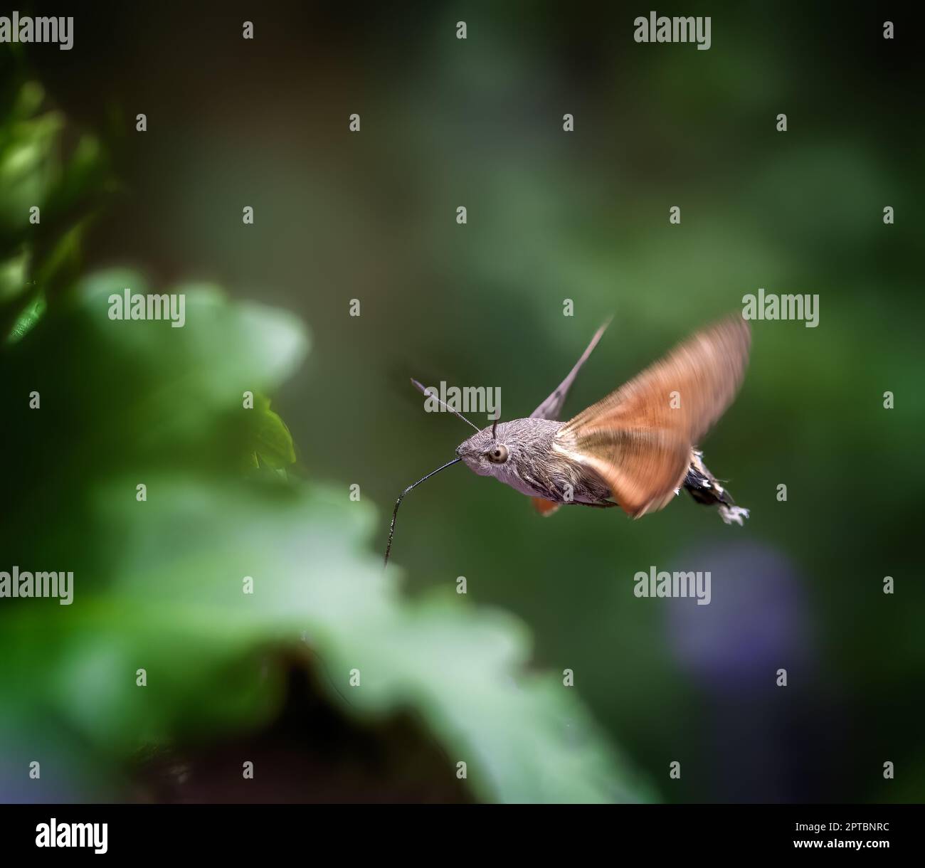 Hummingbird hawk-moth flying to a flower Stock Photo - Alamy