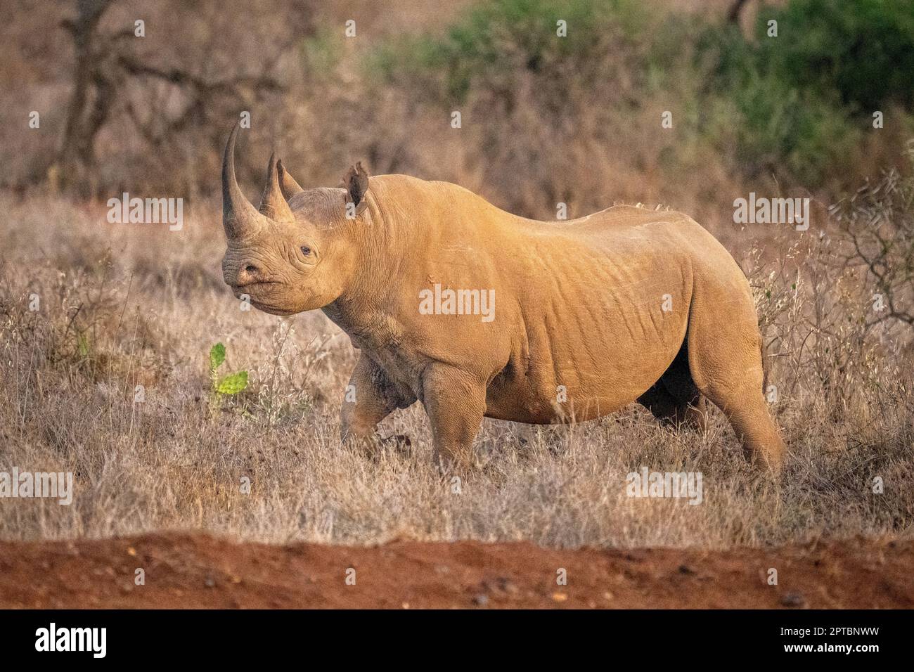 Black rhino walks through grass watching camera Stock Photo - Alamy