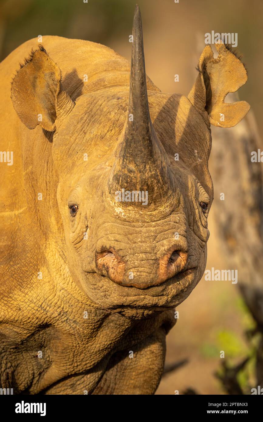 Rhino looking at camera hi-res stock photography and images - Alamy