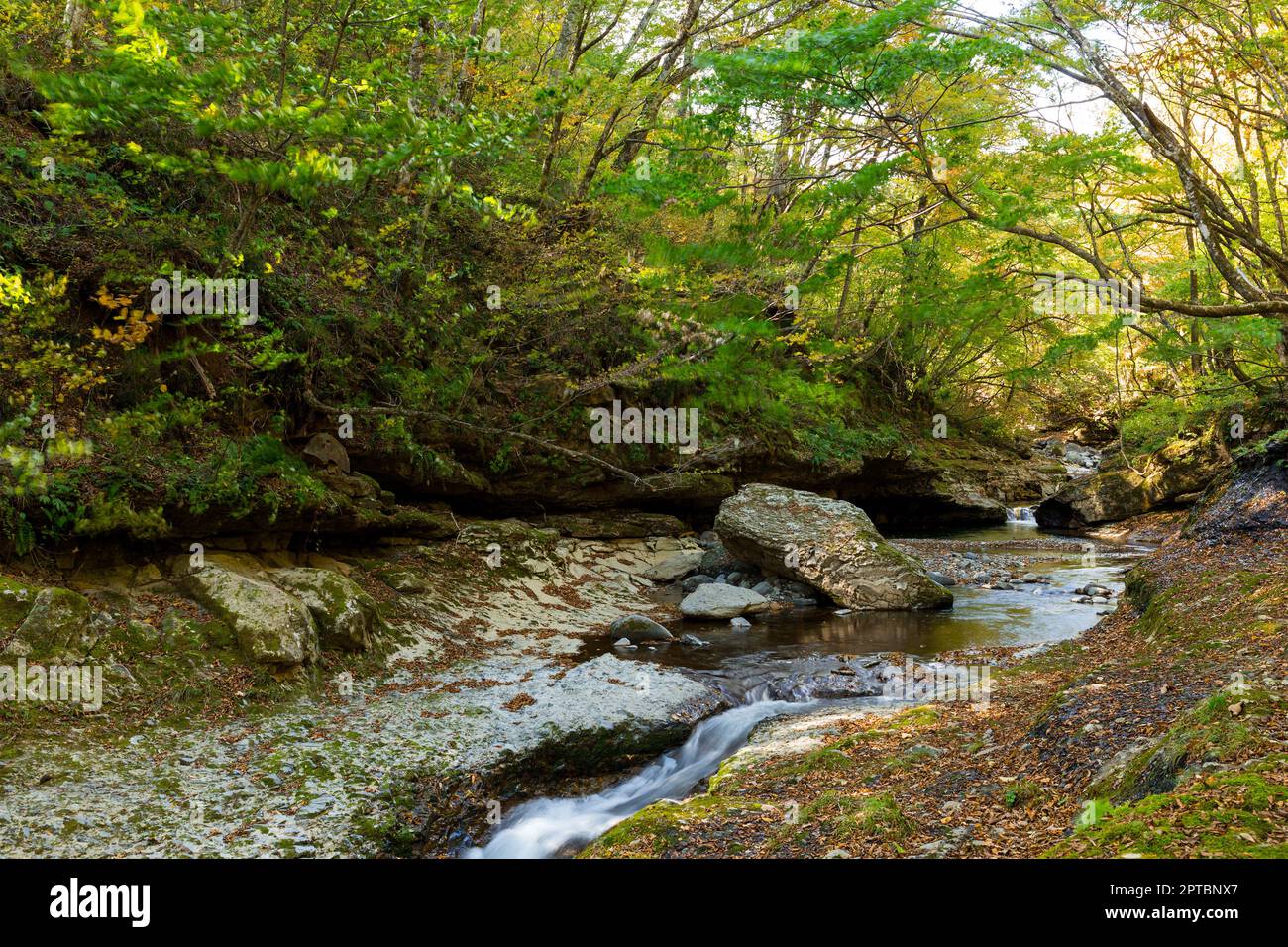 Autumn forest landscape with tree and cascade Stock Photo - Alamy