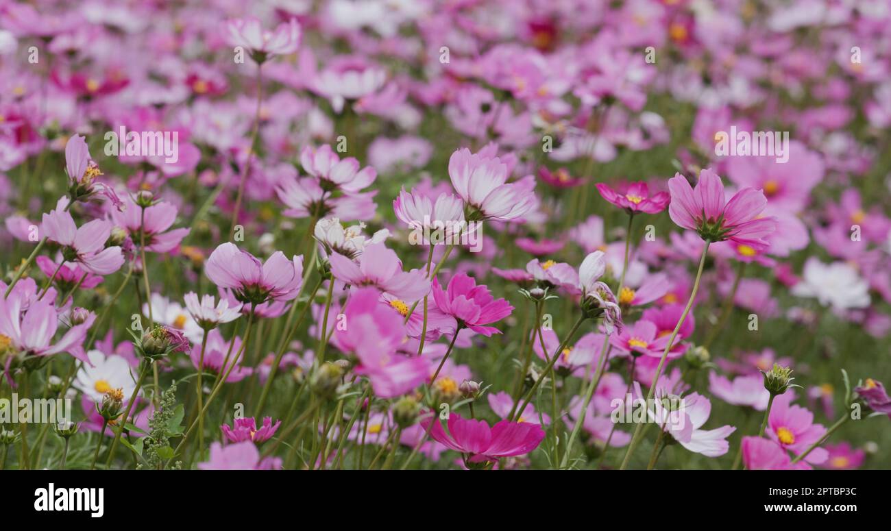 Cosmos flower garden farm meadow Stock Photo - Alamy