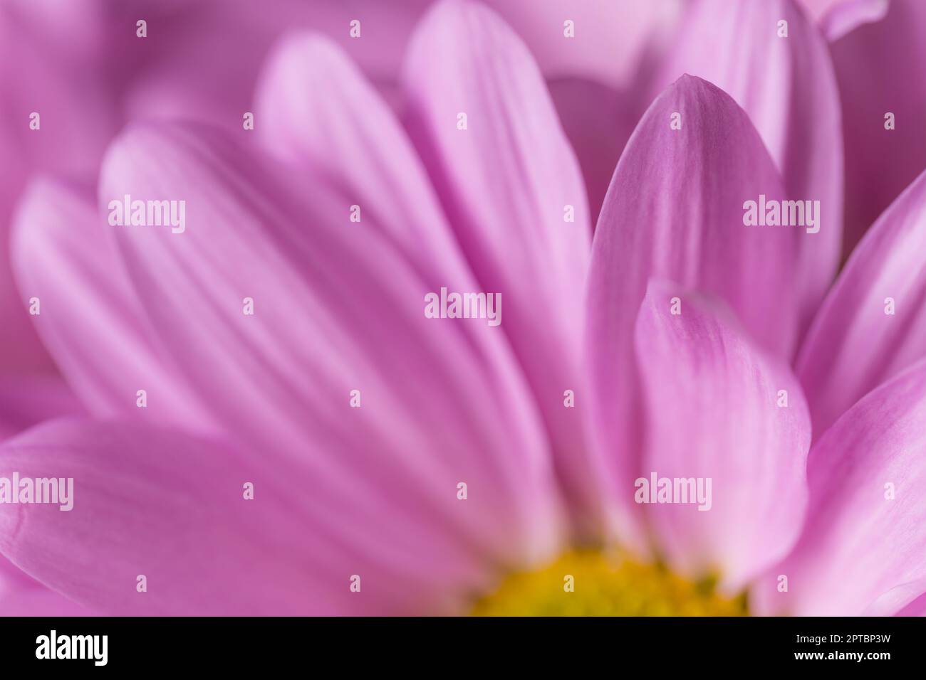 Daisy flower texture close up Stock Photo - Alamy