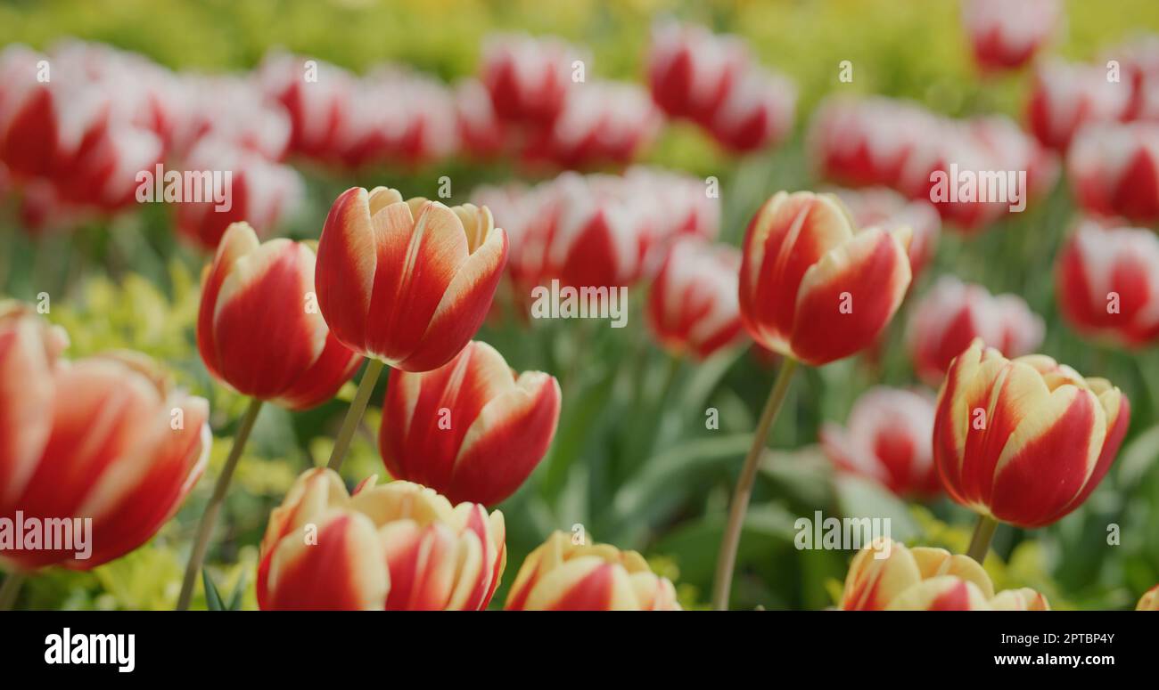 Red and yellow tulip flower garden Stock Photo - Alamy