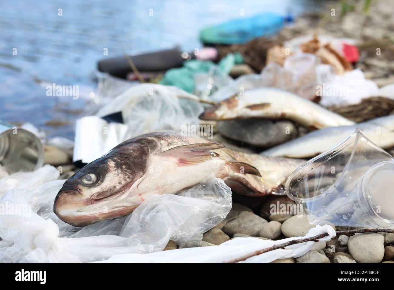 Dead fishes among trash on stones near river. Environmental pollution ...