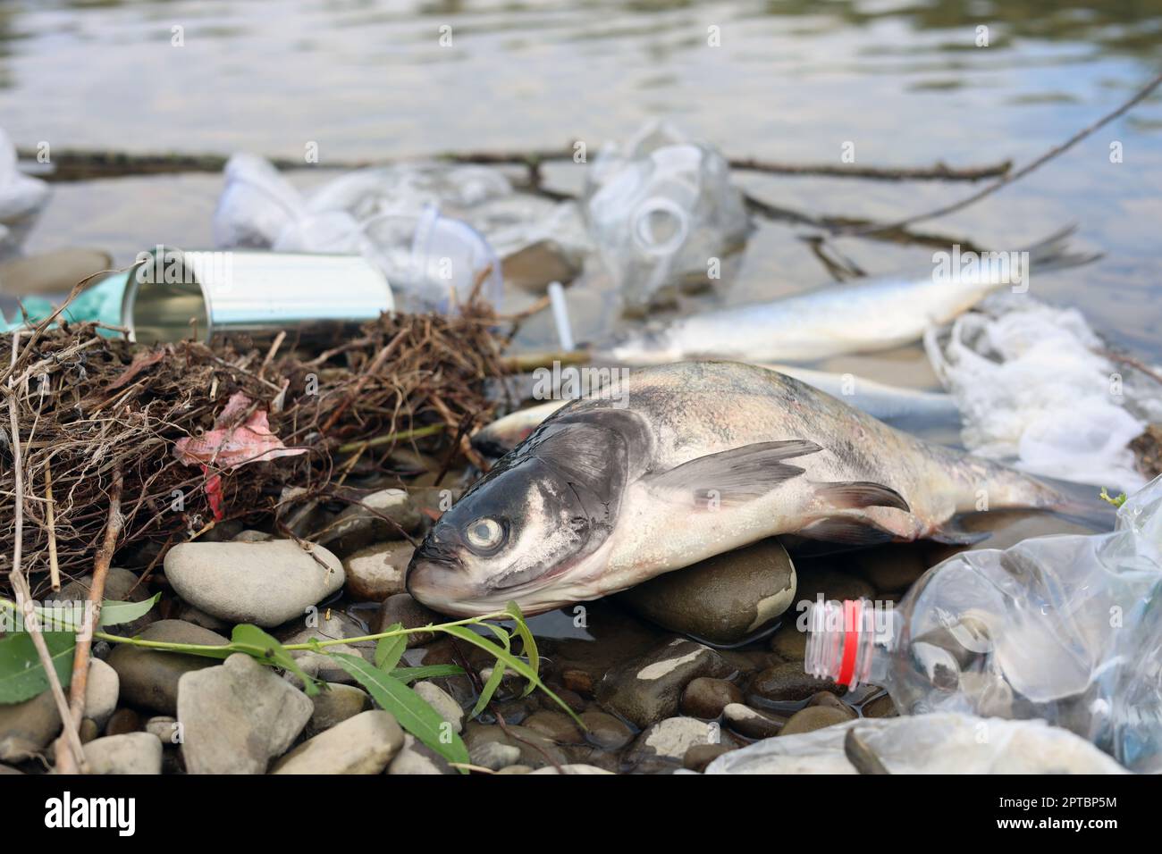 Dead fish among trash near river. Environmental pollution concept Stock ...