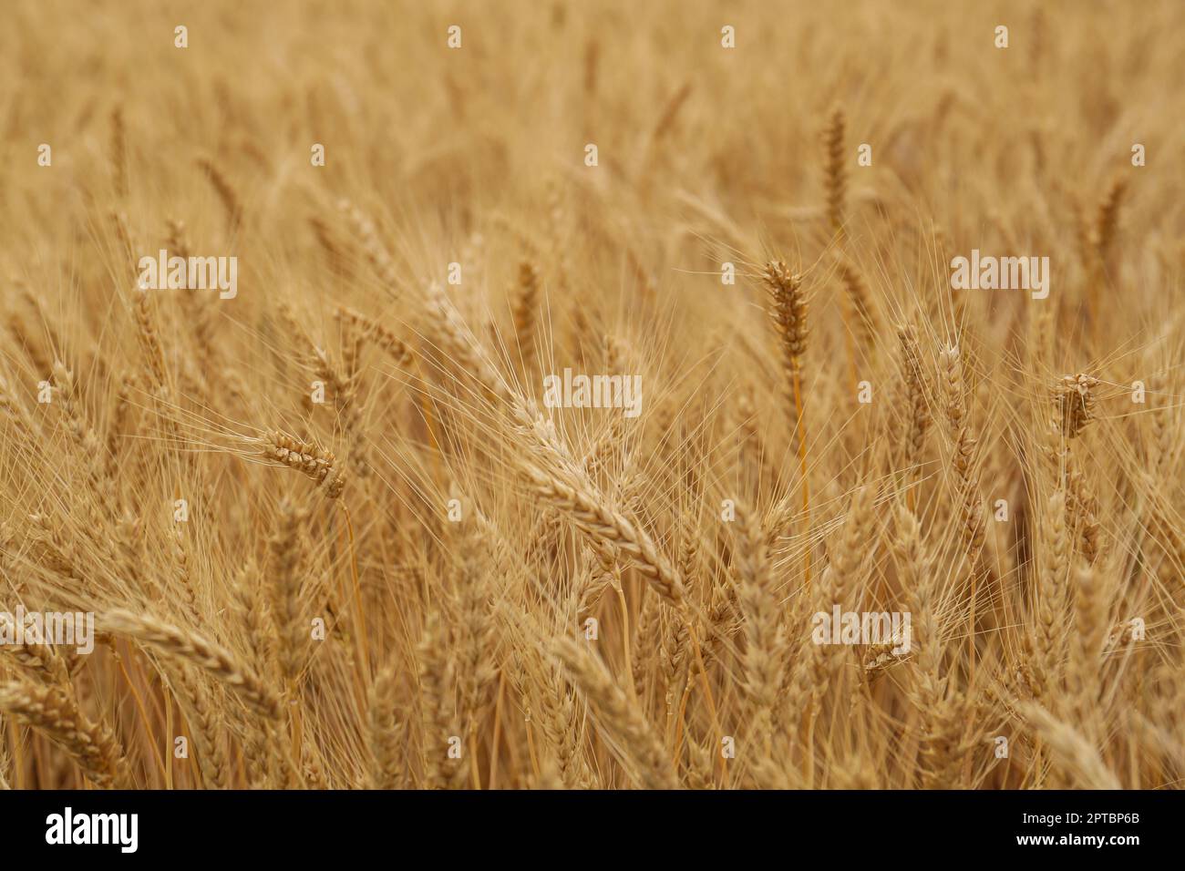 Beautiful ripe wheat spikes in agricultural field Stock Photo - Alamy