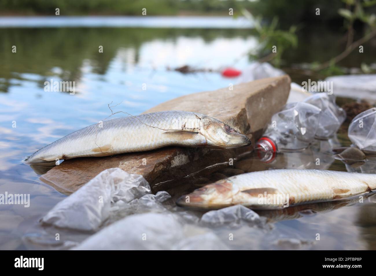 Dead fishes among trash in river. Environmental pollution concept Stock ...