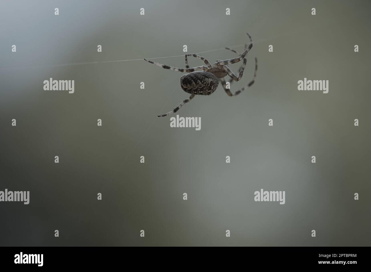 Cross spider crawling on a spider thread. Blurred background. A useful ...
