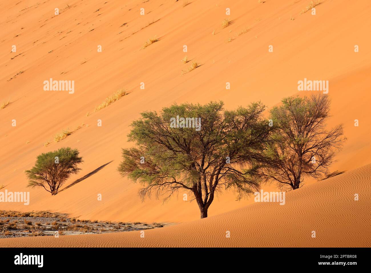 Large red sand dune with thorn trees, Sossusvlei, Namib desert, Namibia ...