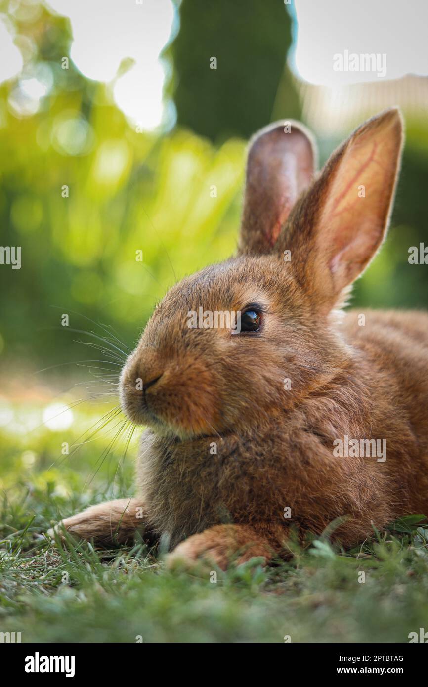 Cute fluffy rabbit on green grass outdoors Stock Photo - Alamy