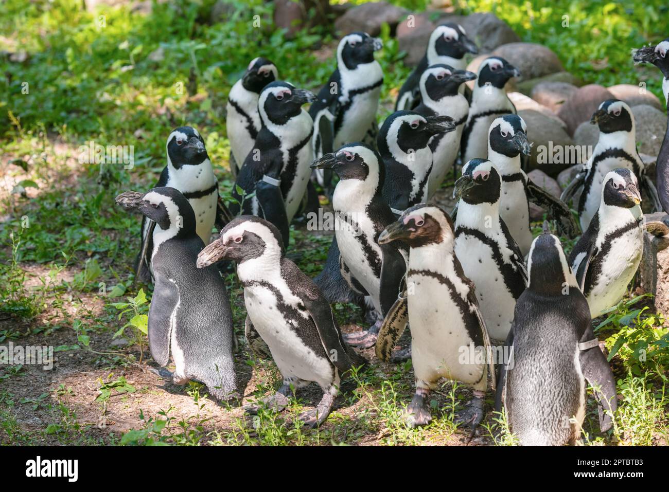 African penguin group rock rocks hi-res stock photography and images ...