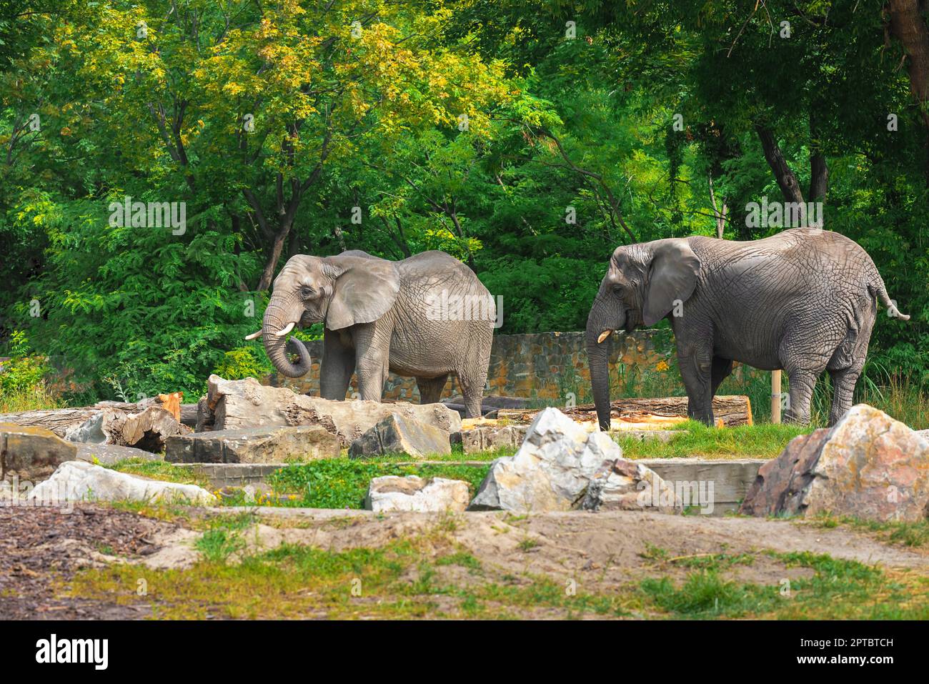 Two elephants in enclosure hi-res stock photography and images - Alamy