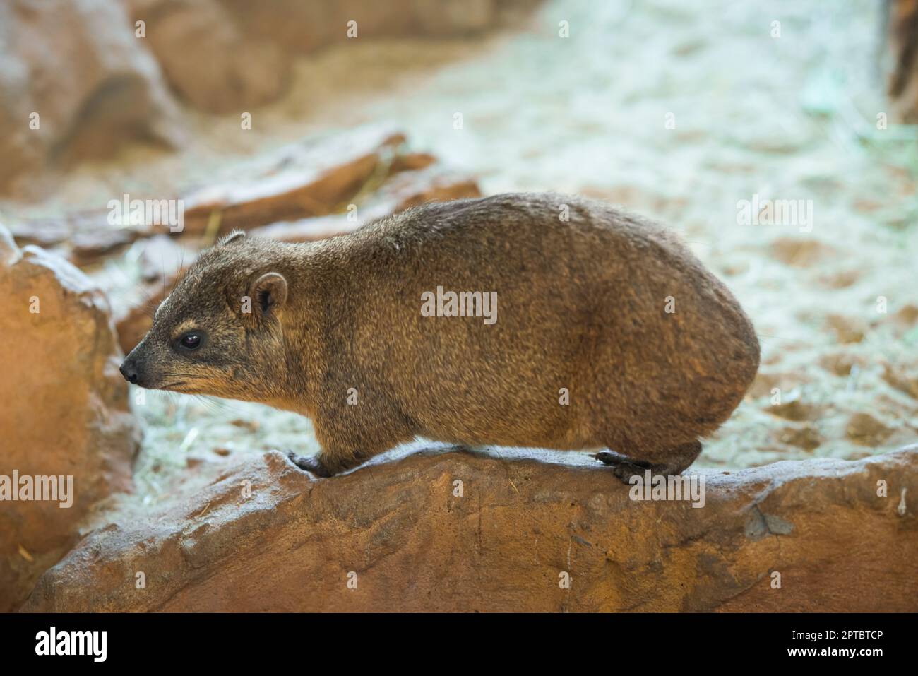 Cute rock hyrax in zoo on sunny day Stock Photo - Alamy