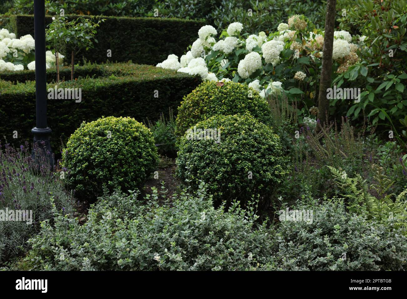Lovely garden with blooming plants and green shrubbery. Landscape ...