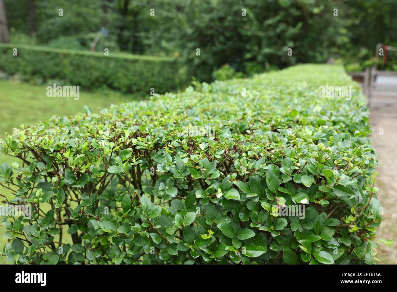 Beautiful green boxwood hedge outdoors. Landscape design Stock Photo ...