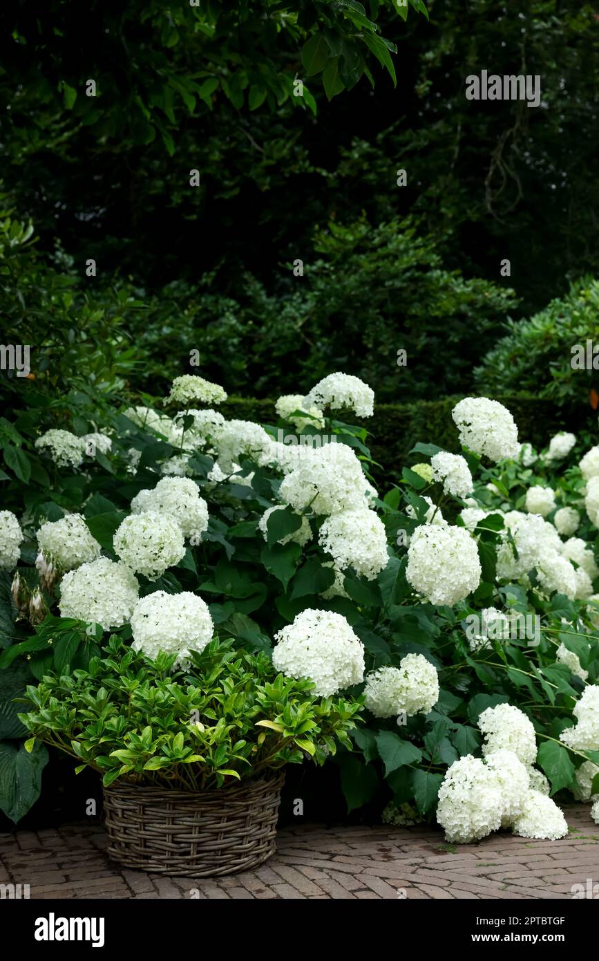 Beautiful park with blooming hydrangeas and paved pathway. Landscape ...