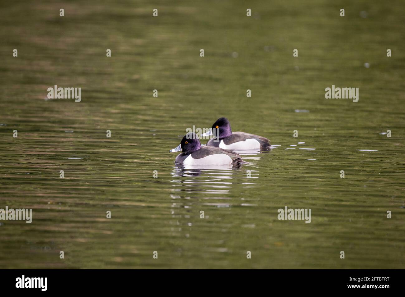 Two male Ring-necked ducks (Aythya collaris) swimming on Yellow Lake ...