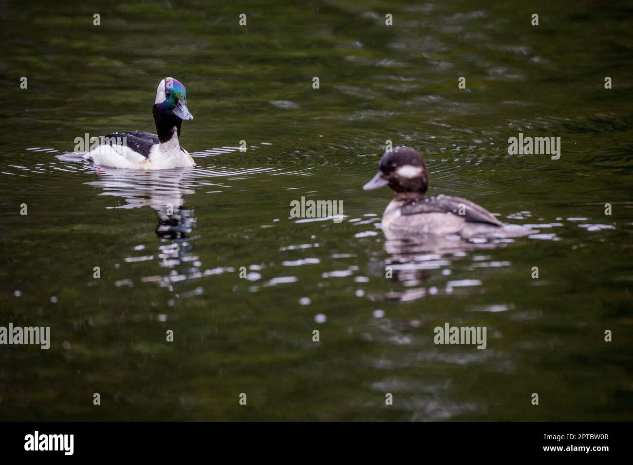 A male and female bufflehead (Bucephala albeola) ducks are swimming on ...