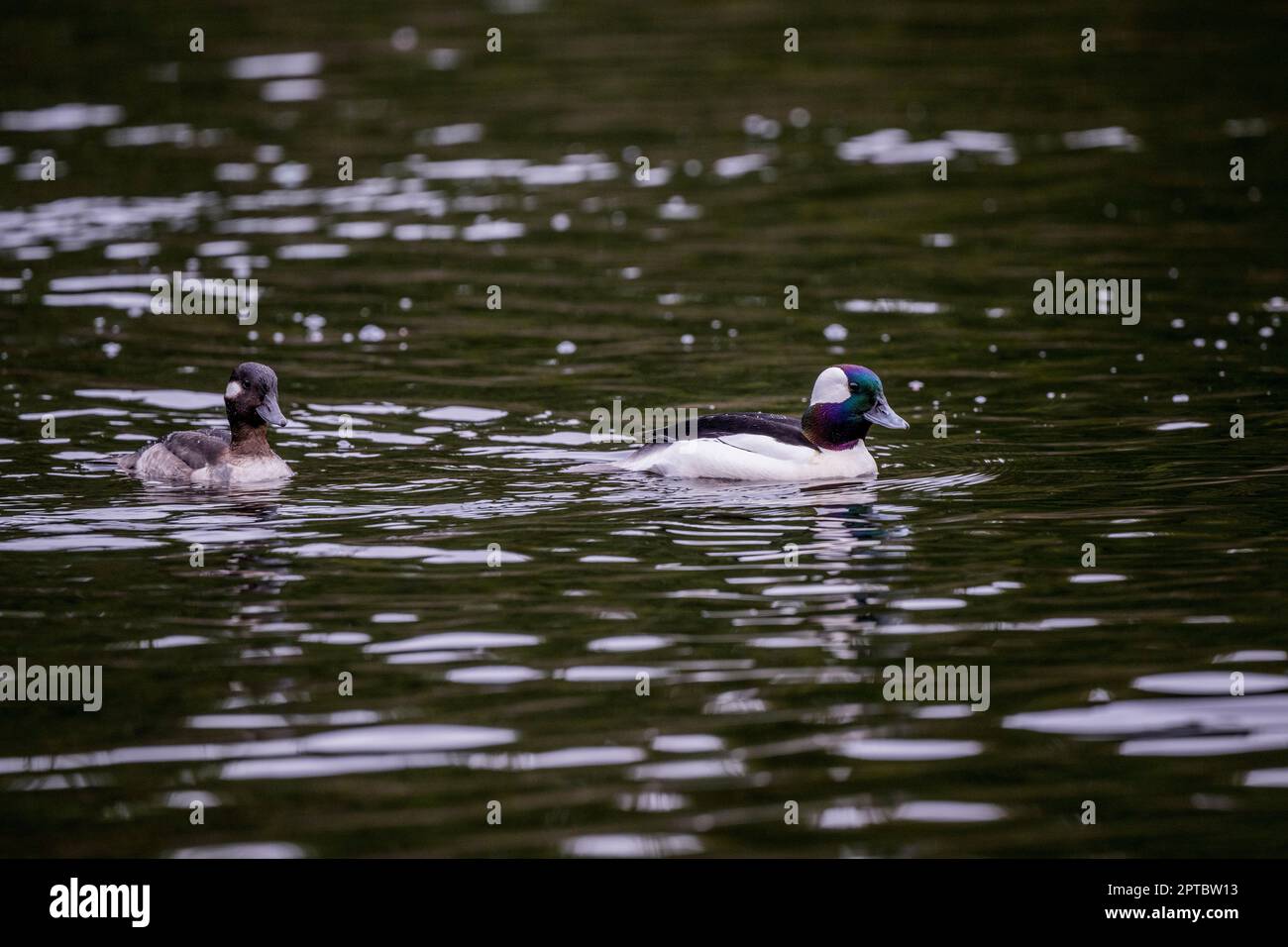 A male and female bufflehead (Bucephala albeola) ducks are swimming on ...