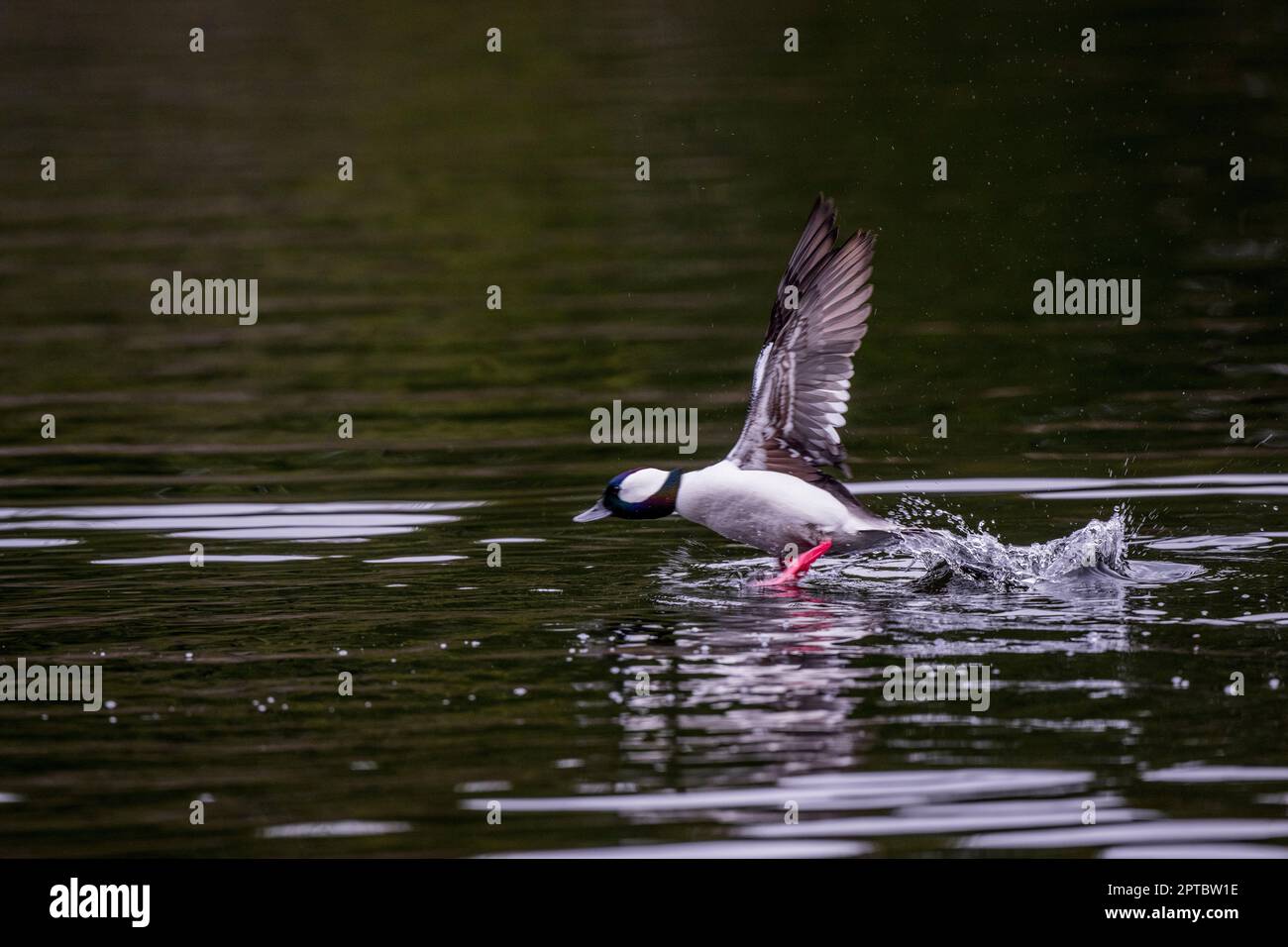 A male bufflehead (Bucephala albeola) duck is taking off on Yellow Lake ...