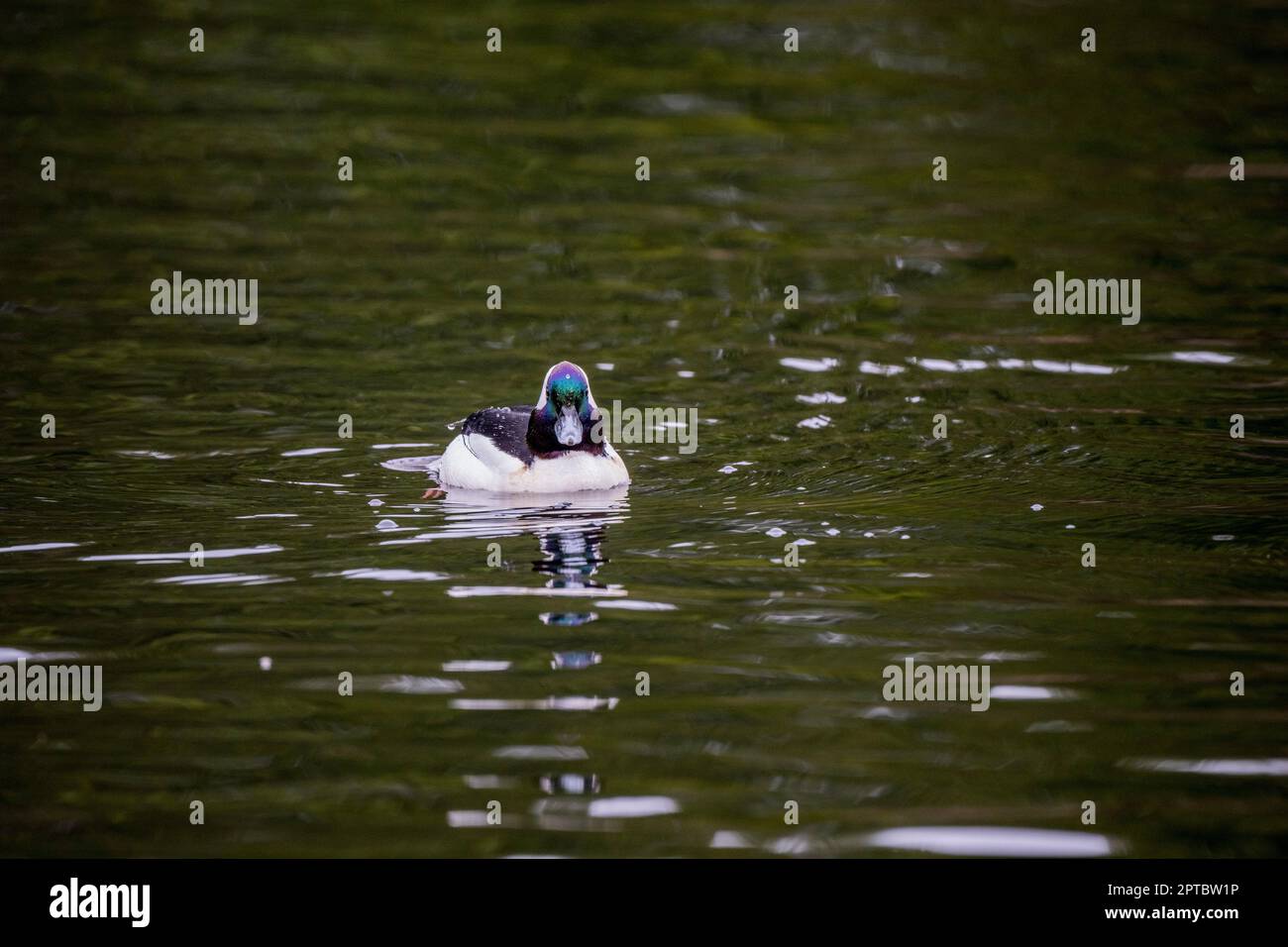 A male bufflehead (Bucephala albeola) duck is swimming on Yellow Lake ...
