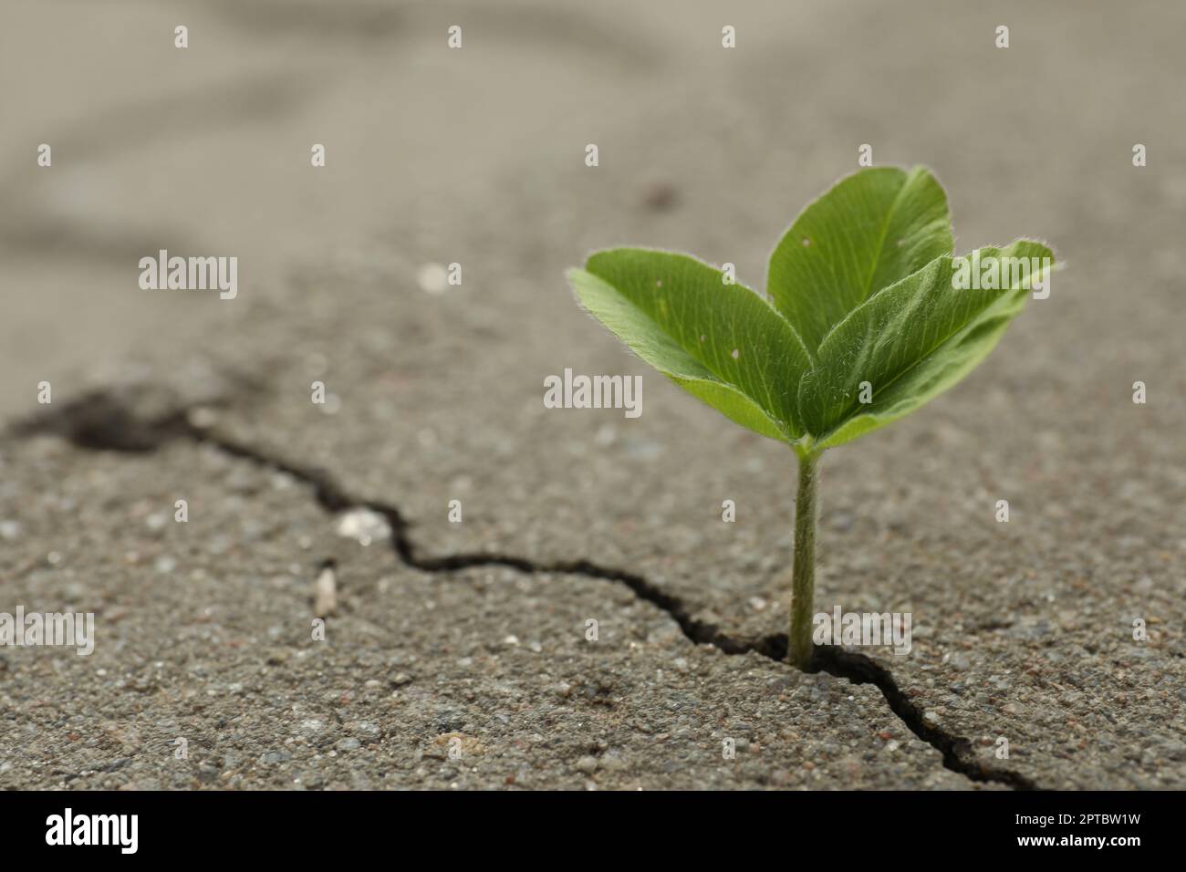 Green seedling growing out of crack in asphalt, space for text. Hope ...