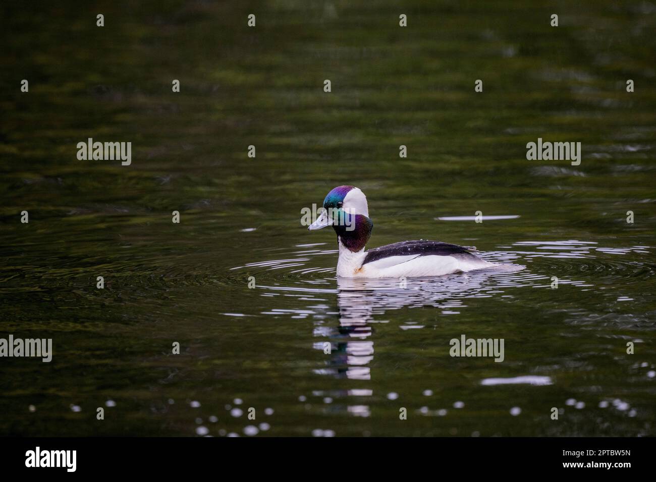 A male bufflehead (Bucephala albeola) duck is swimming on Yellow Lake ...