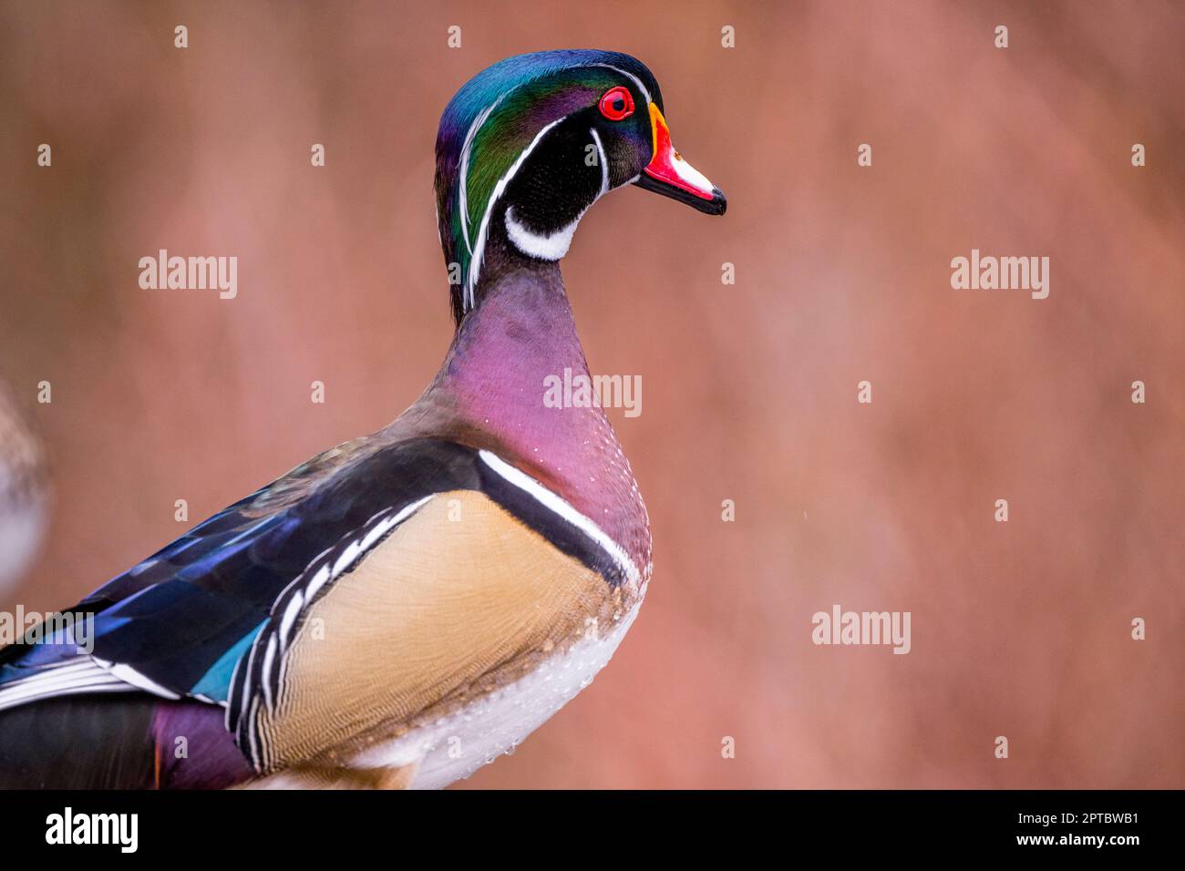Close-up of a male (drake) Wood duck or Carolina duck (Aix sponsa) at ...
